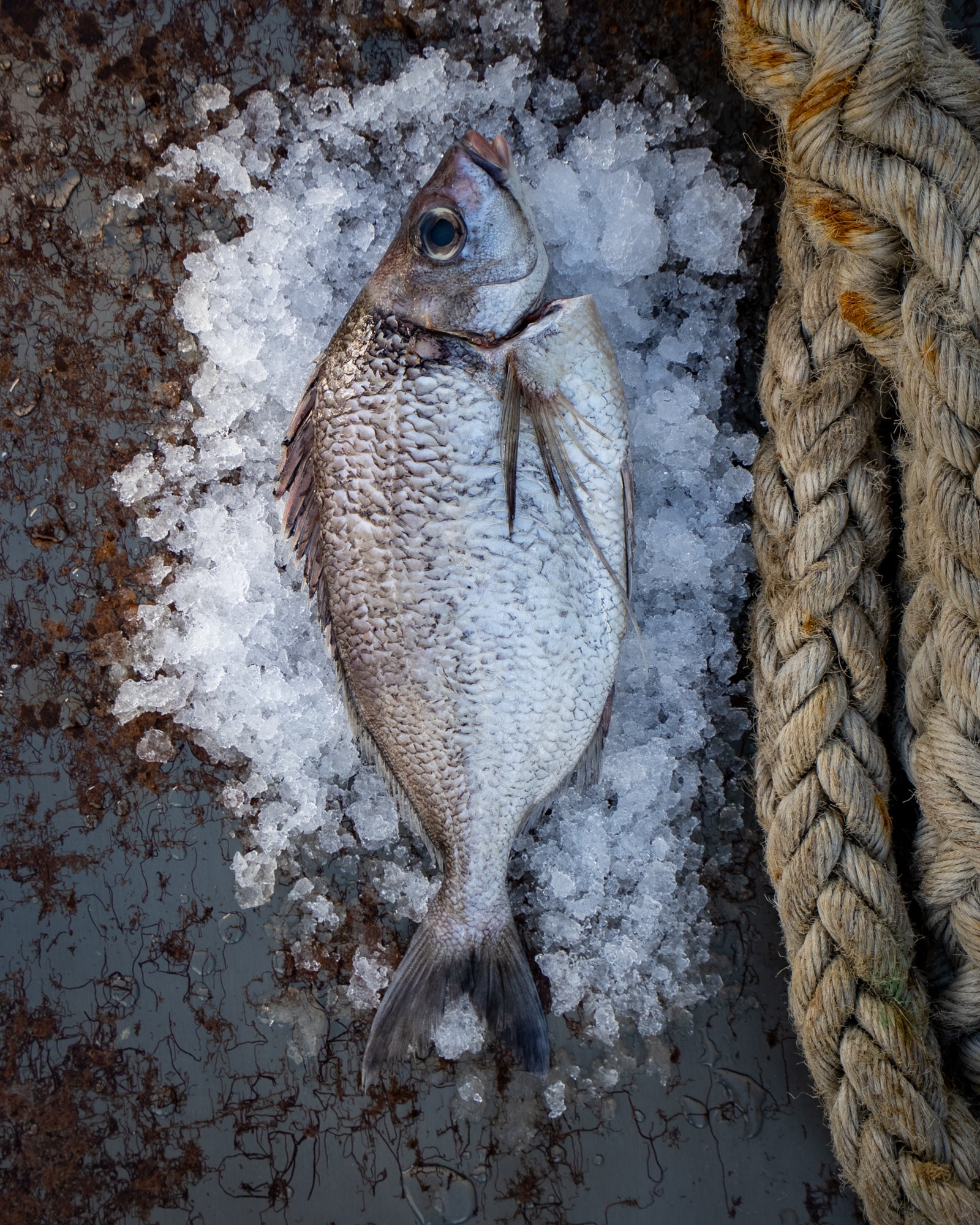 Tarakihi (1-1.5kg) – Wellington Seamarket