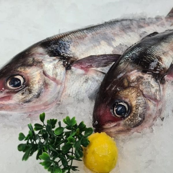 Blue Warehou - Whole, Gilled, Gutted and Scaled - Wellington Seamarket