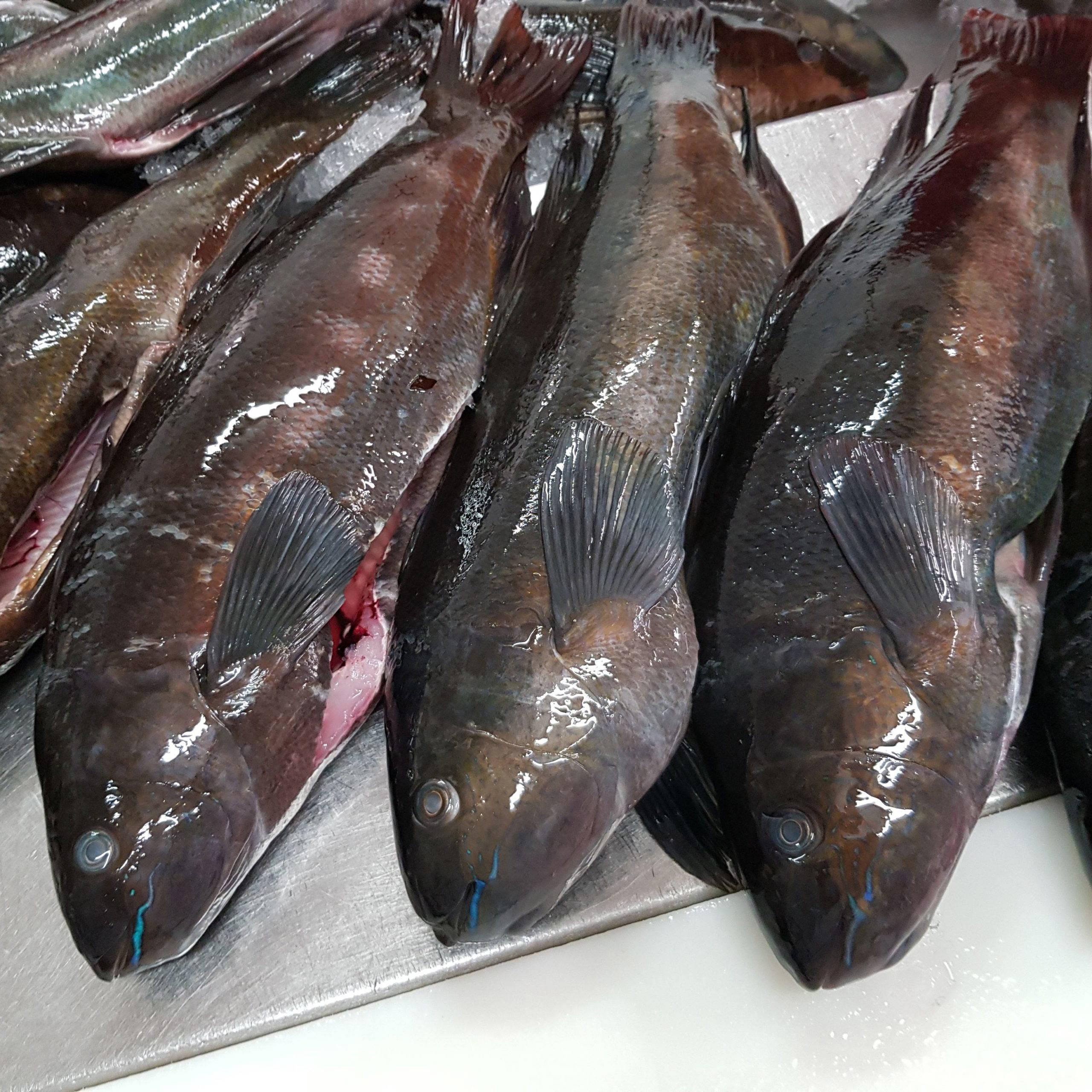 Butterfish - Whole, Gilled, Gutted and Scaled - Wellington Seamarket