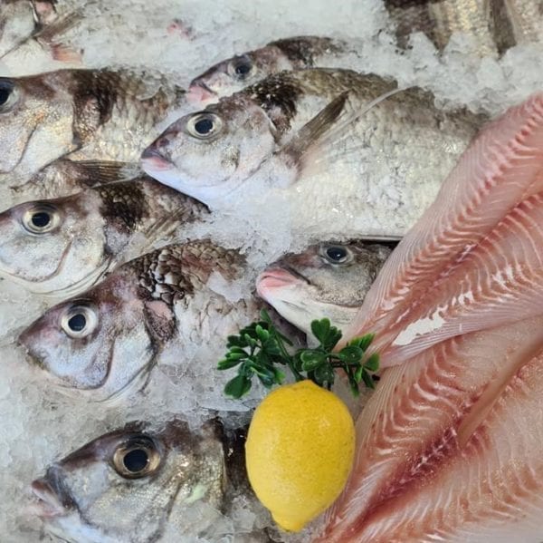 Tarakihi - Whole, Gilled, Gutted and Scaled - Wellington Seamarket