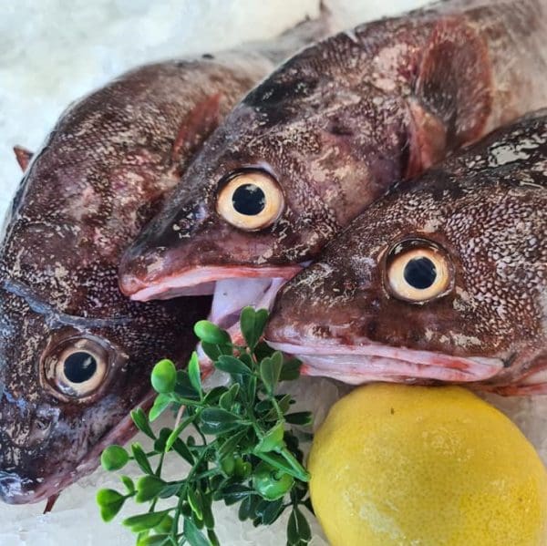 Red Cod - Whole, Gilled, Gutted and Scaled - Wellington Seamarket