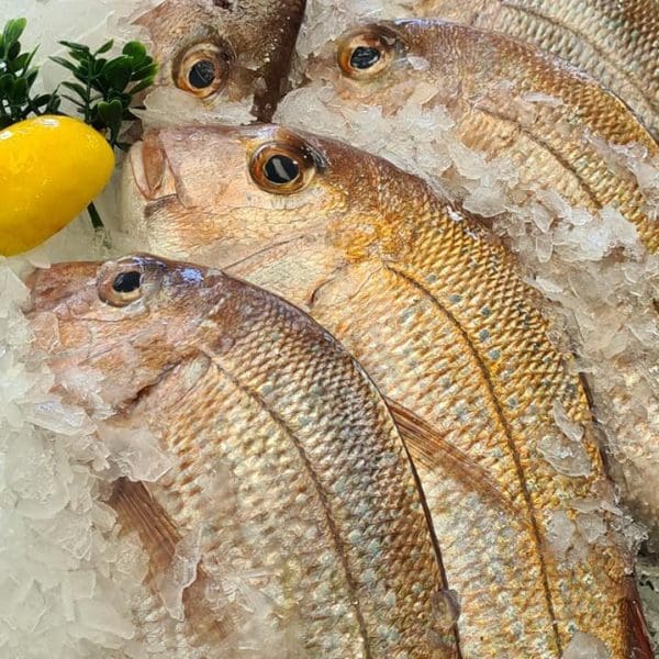 Snapper - Whole, Gilled, Gutted and Scaled - Wellington Seamarket
