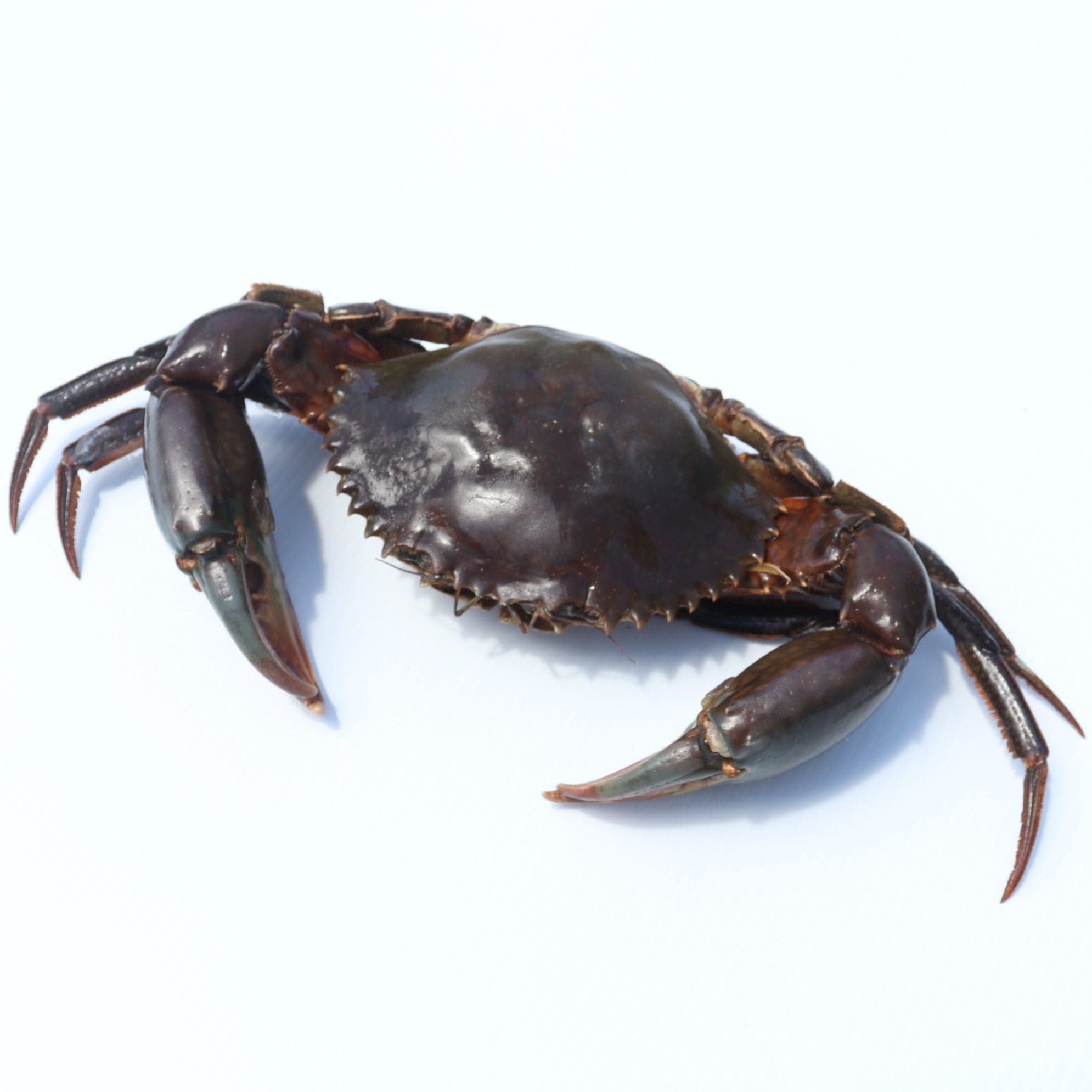 Mud Crab Whole (Frozen) - Wellington Seamarket